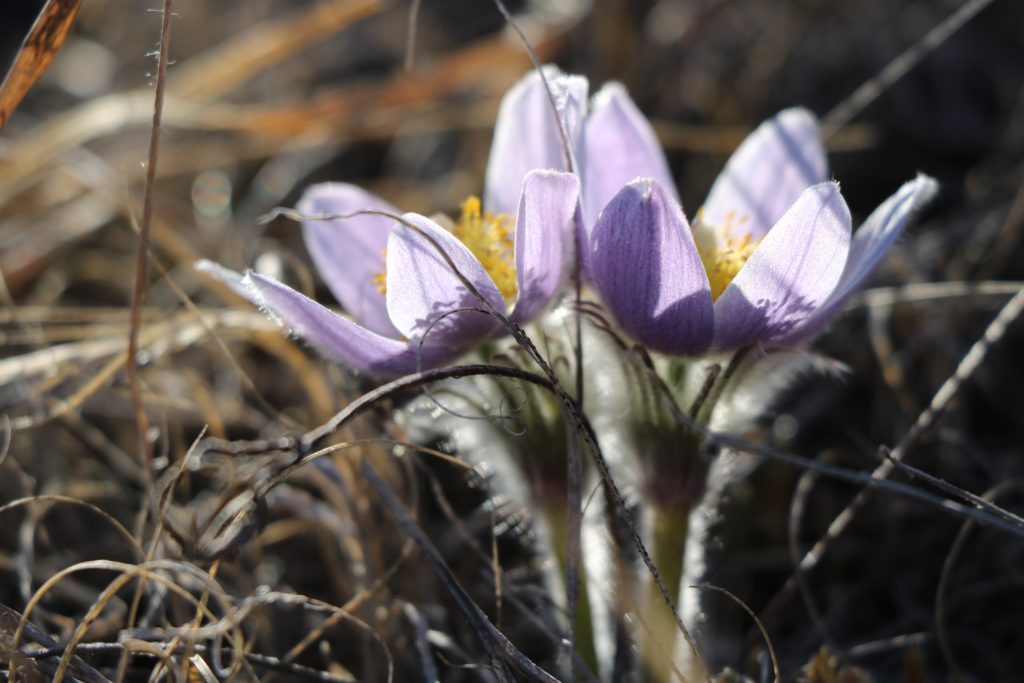 Prairie Colour | Vermilion River Watershed Alliance
