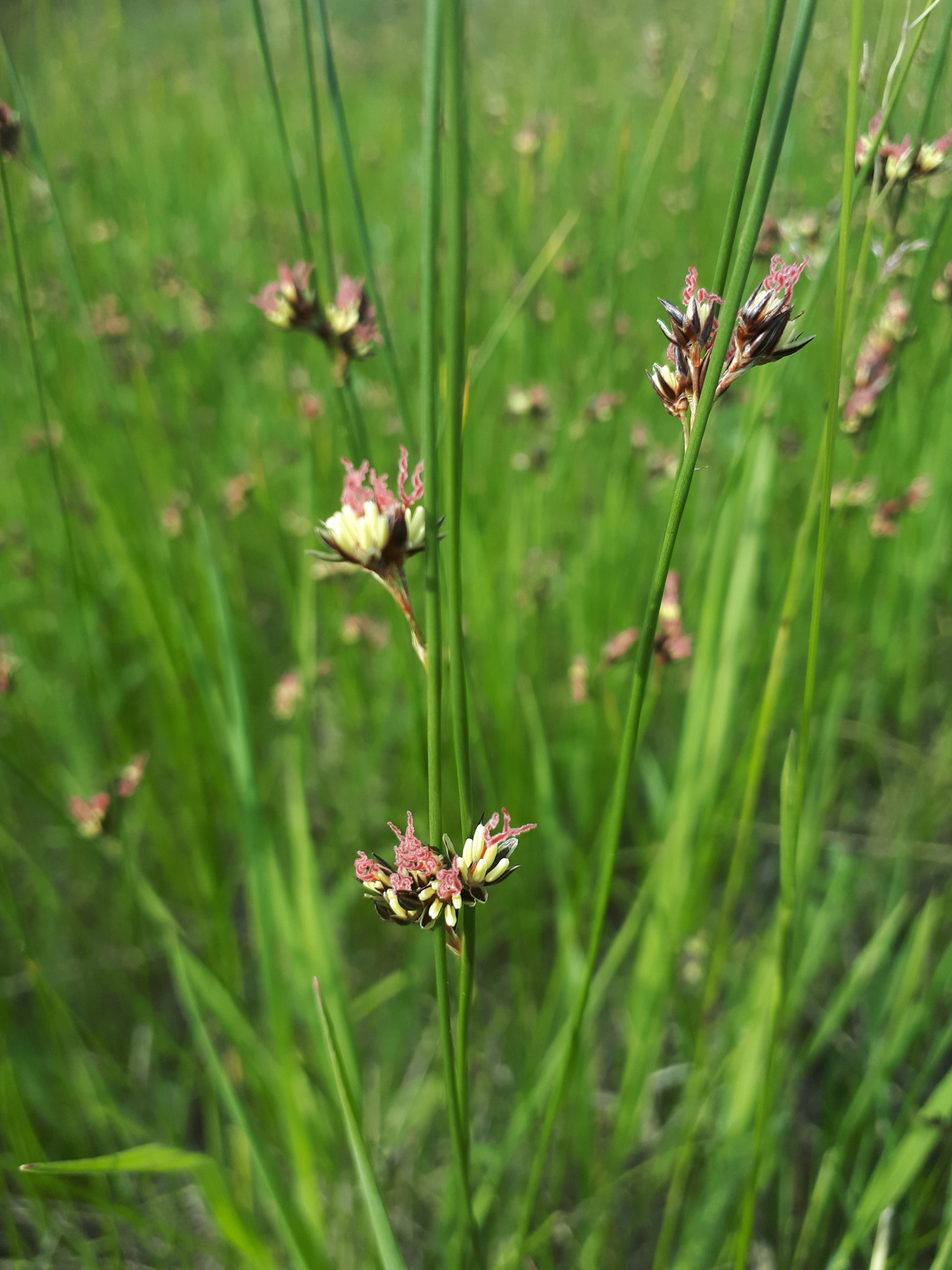 Invasive vs. Native Plants: Knowing & Growing Your Riparian Area ...